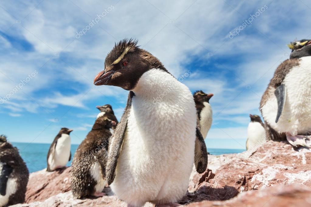 Pingüinos Rockhopper en Argentina 2024