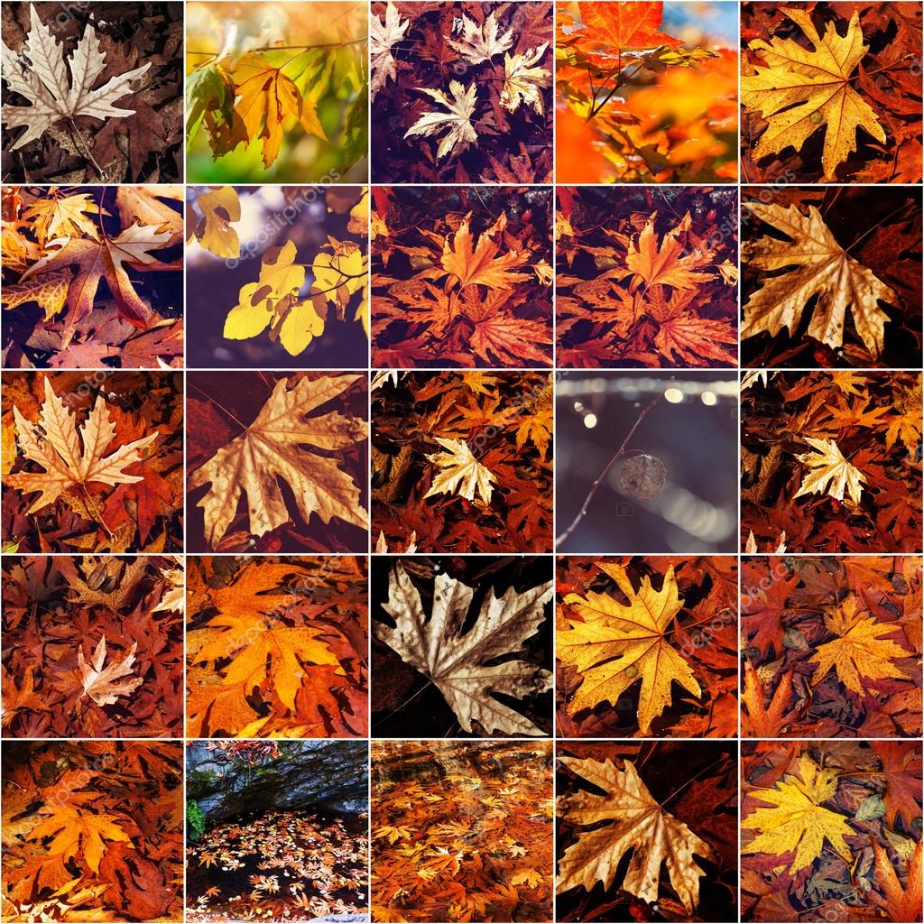 Autumn leaves collage Stock Photo by ©kamchatka 115965168