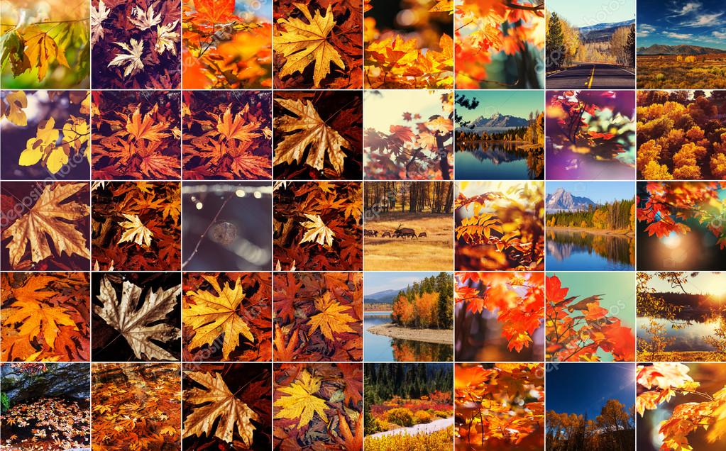Beautiful Autumn collage — Stock Photo © kamchatka #124783598