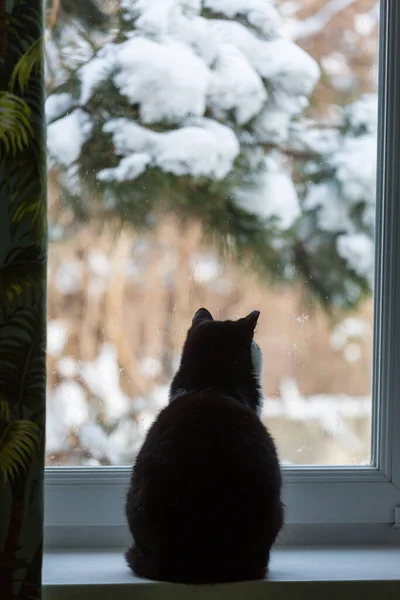Cat winter window Stock Photos, Royalty Free Cat winter window Images ...