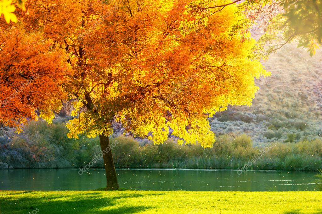 Autumn tree — Stock Photo © kamchatka #56342087