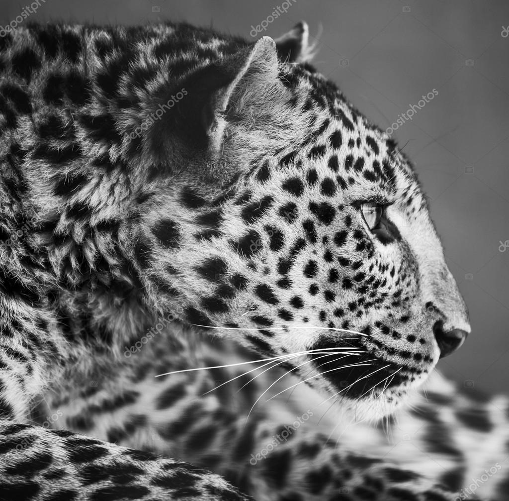 Leopard head Stock Photo by ©kamchatka 57975635