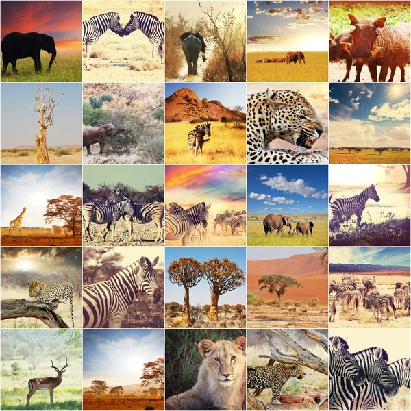 African wild animals collage, fauna diversity in Kruger Park, South ...