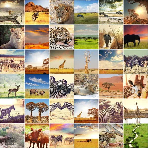 Collage de animales salvajes de la sabana Stock Photos, Royalty Free ...