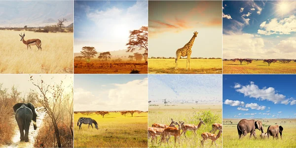 Collage de animales salvajes de la sabana Stock Photos, Royalty Free ...