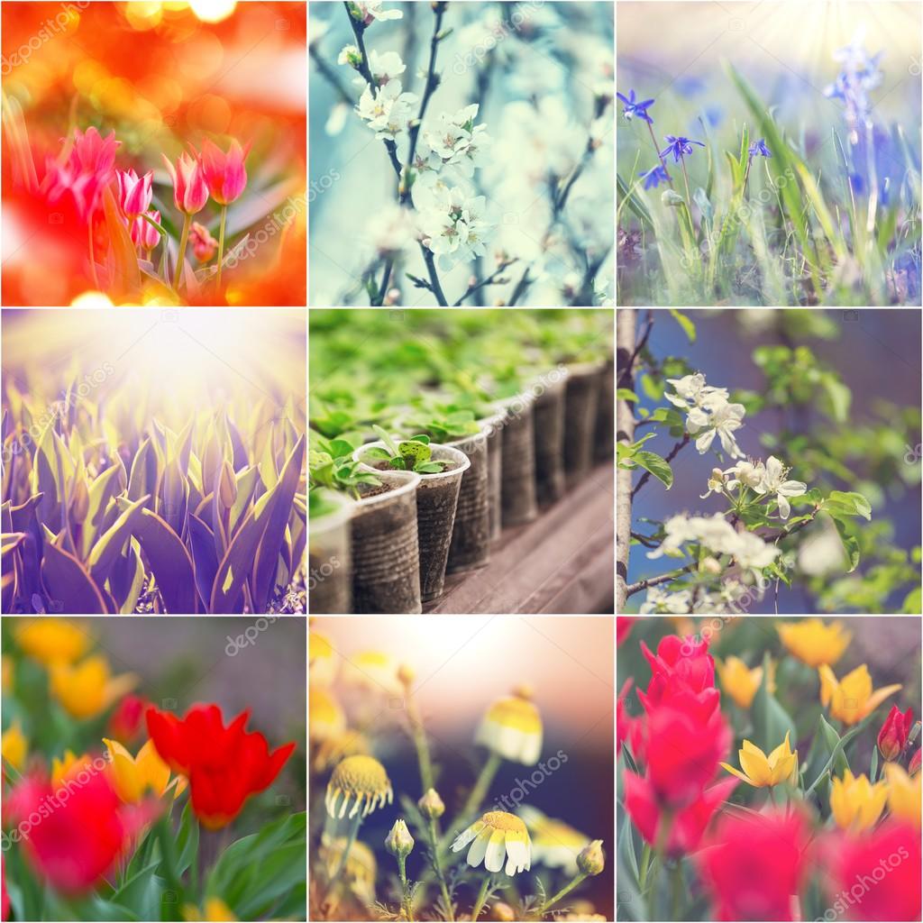 Spring flowers collage ⬇ Stock Photo, Image by © kamchatka #65058125
