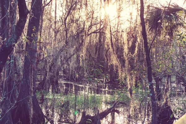 Florida swamp Stock Photos, Royalty Free Florida swamp Images ...