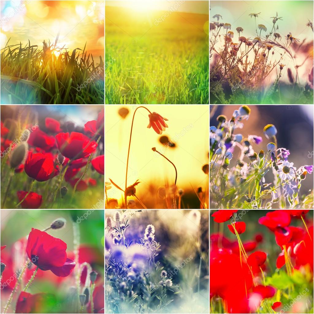 Spring flowers collage — Stock Photo © kamchatka #73350189
