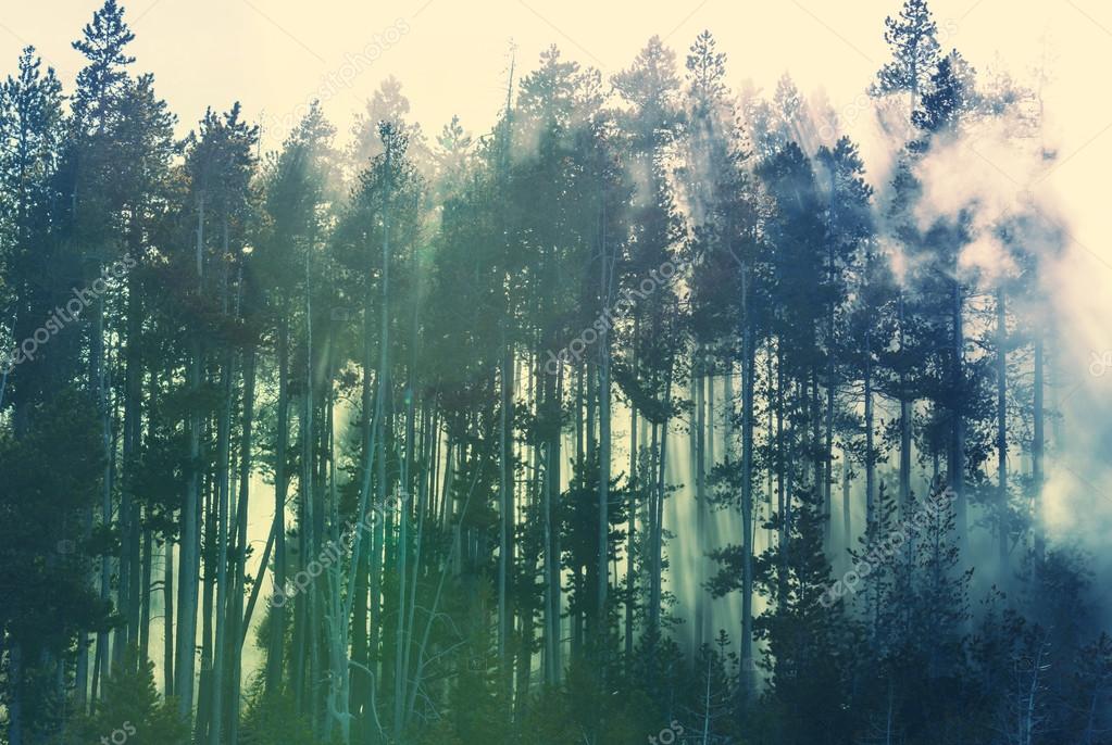 Magic mist in the forest — Stock Photo © kamchatka #96942014