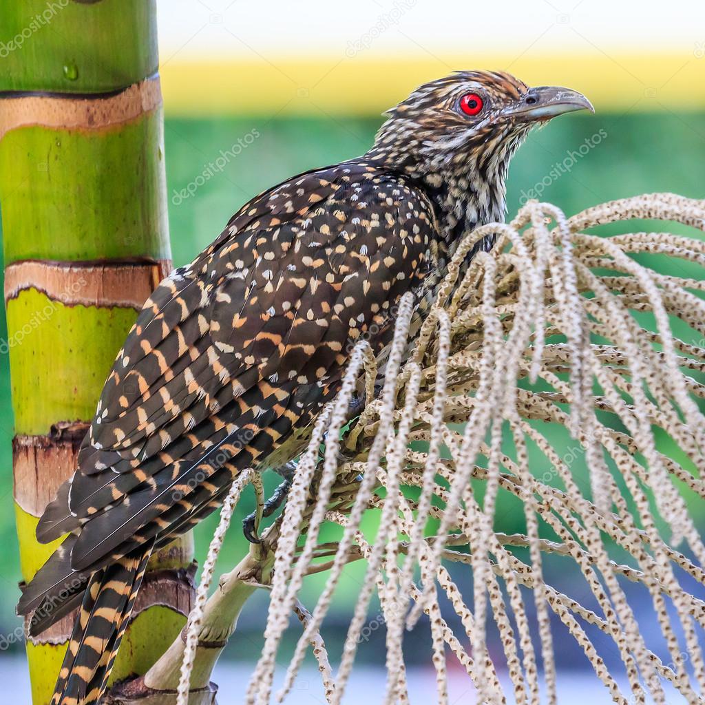 Female Common Asian Koel — Stock Photo © Webitect #118640254