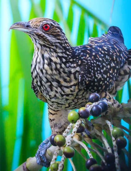 Male Asian Koel — Stock Photo © Webitect #74680817