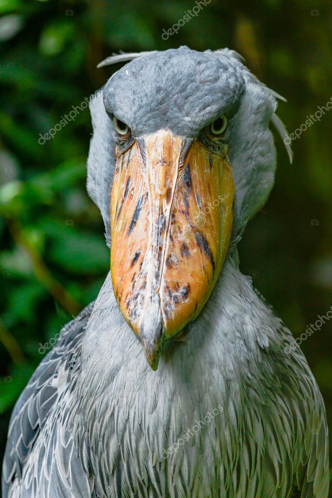 Bird Shoebill — Stock Photo © Webitect #83497330