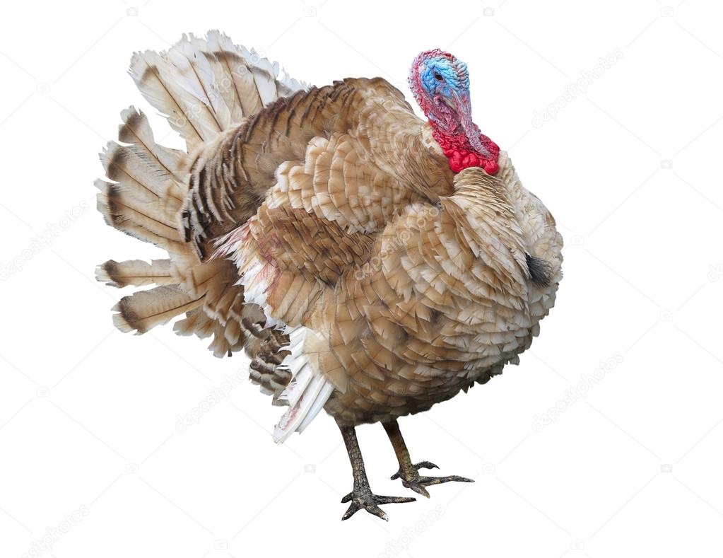 Brown turkey isolated on the white background — Stock Photo © arogant ...