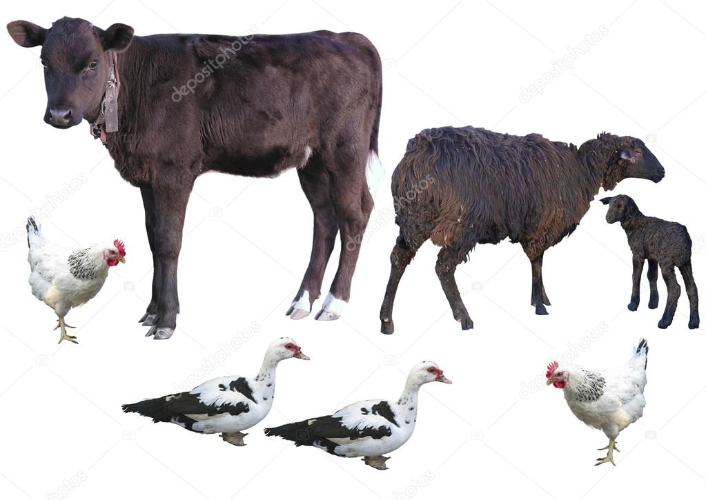 Farm animals isolated over white - calf, sheep, lamb, chicken, d ...