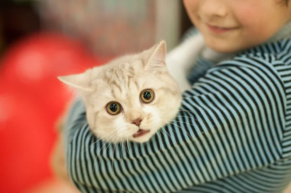 funny cat - Stock Image - Everypixel