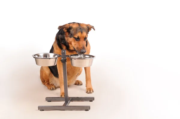 Dogs with objects Stock Photo by ©cynoclub 1791367