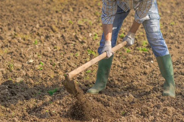 Hoeing corn field — Stock Photo © Stockr #74072279