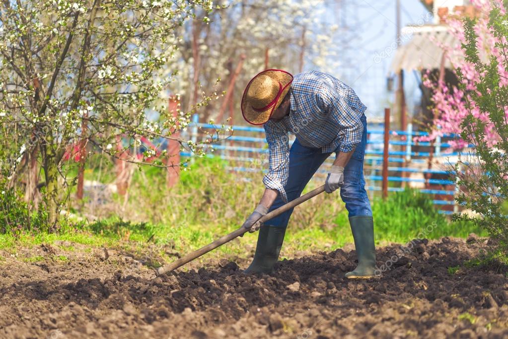 Hombre Hoeing Suelo de jardín vegetal: fotografía de stock ...