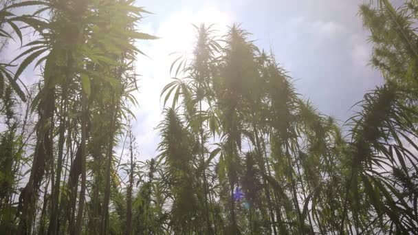 Cultivated hemp field — Stock Video © stevanovicigor #122759334