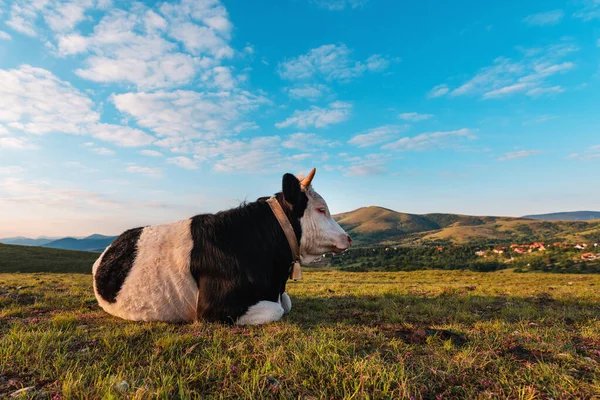 Pair Free Range Dairy Farming Cows Grazing Zlatibor Hills Slopes Stock ...