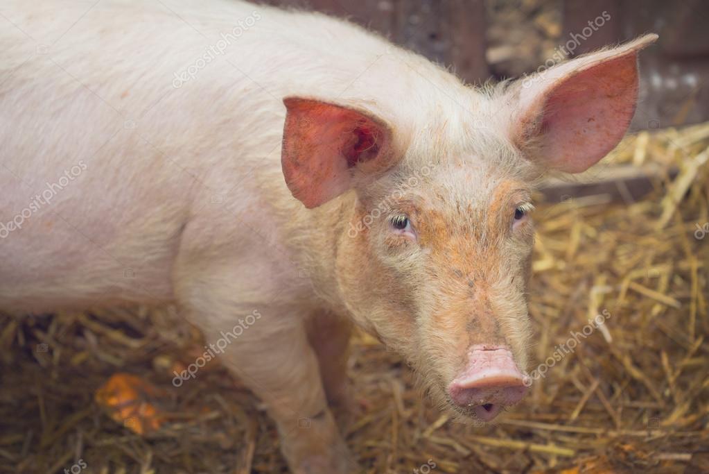 Young Pig on Breeding Farm — Stock Photo © stevanovicigor #66491693