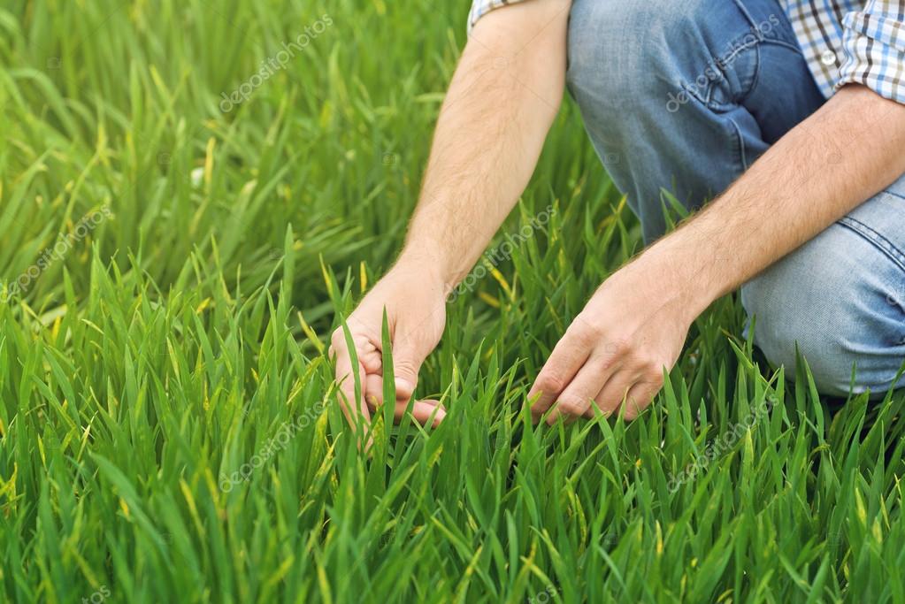 Agricultor examina y controla campo de cultivo de trigo joven 2022