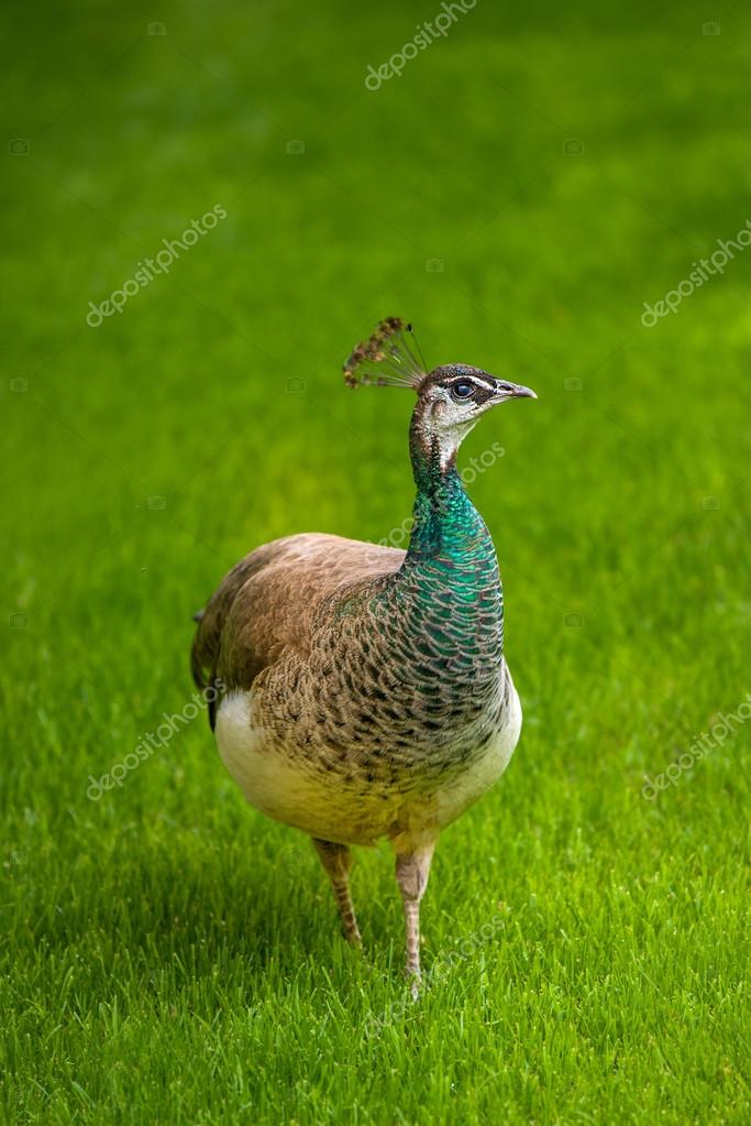 Female Peacock