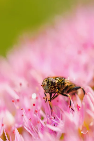 Close up bee Stock Photos, Royalty Free Close up bee Images ...
