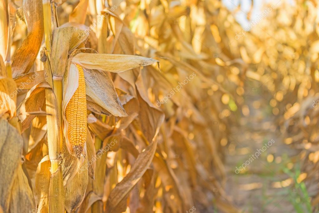 mazorca de ma z en el tallo en el campo de ma z 2024