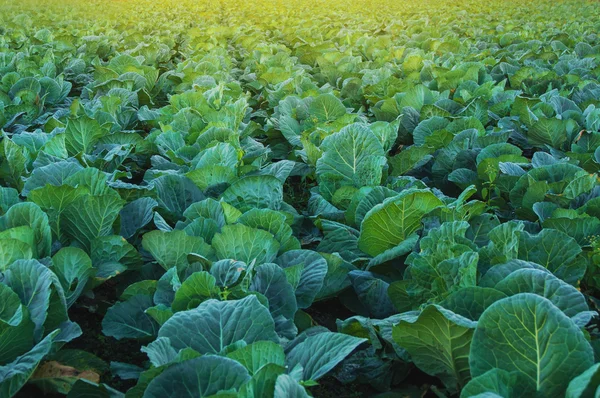 Collard greens Stock Photos, Royalty Free Collard greens Images ...