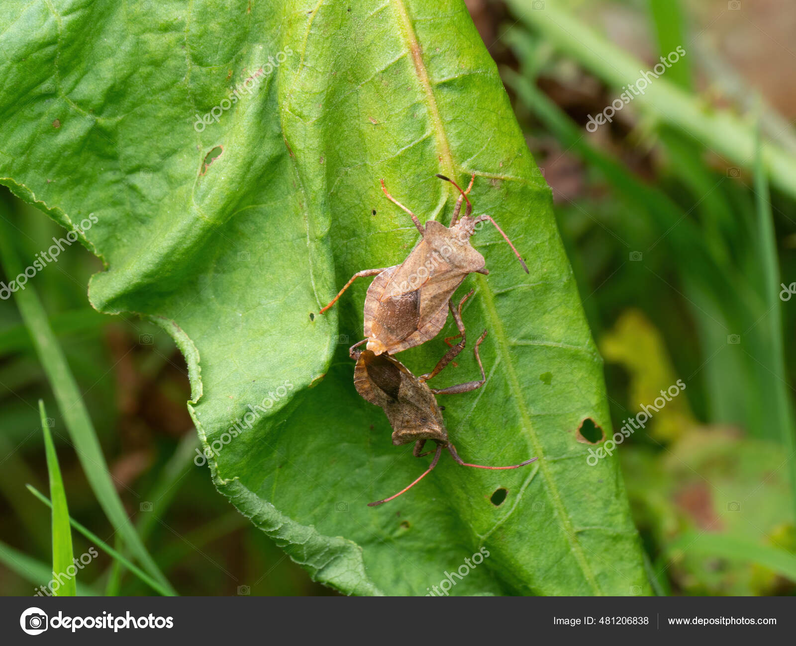 Pair of Coreus marginatus aka Dock Bugs mating on nettle. — Stock Photo ...