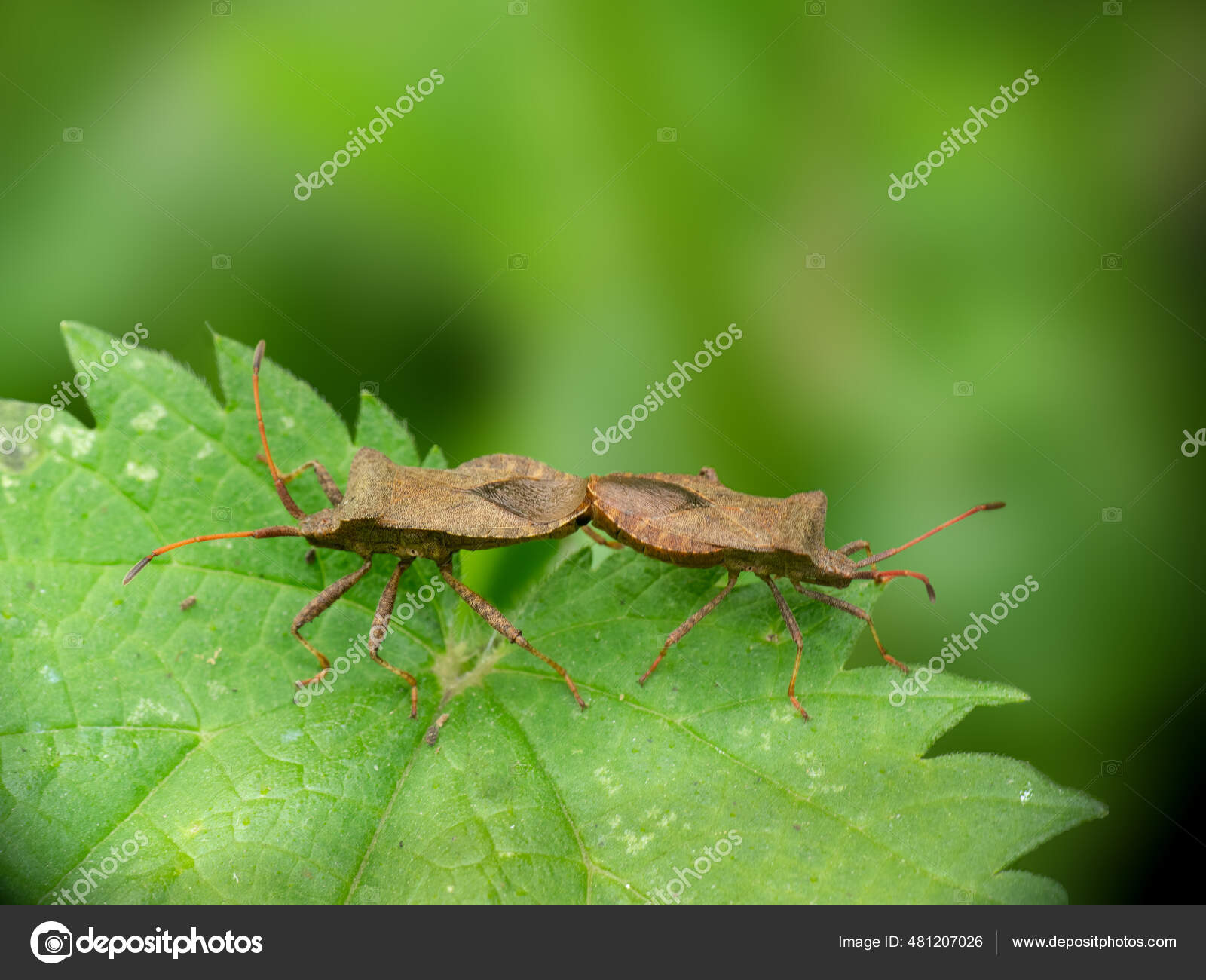 Pair of Coreus marginatus aka Dock Bugs mating on nettle. — Stock Photo ...