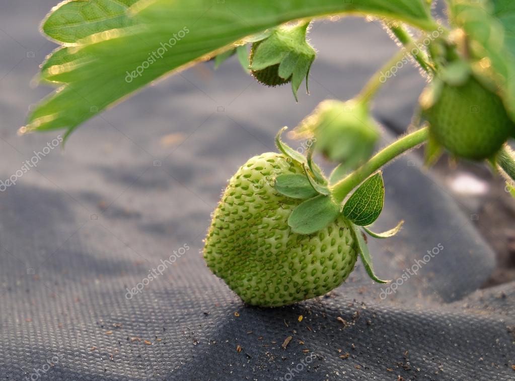 Unripe Strawberry