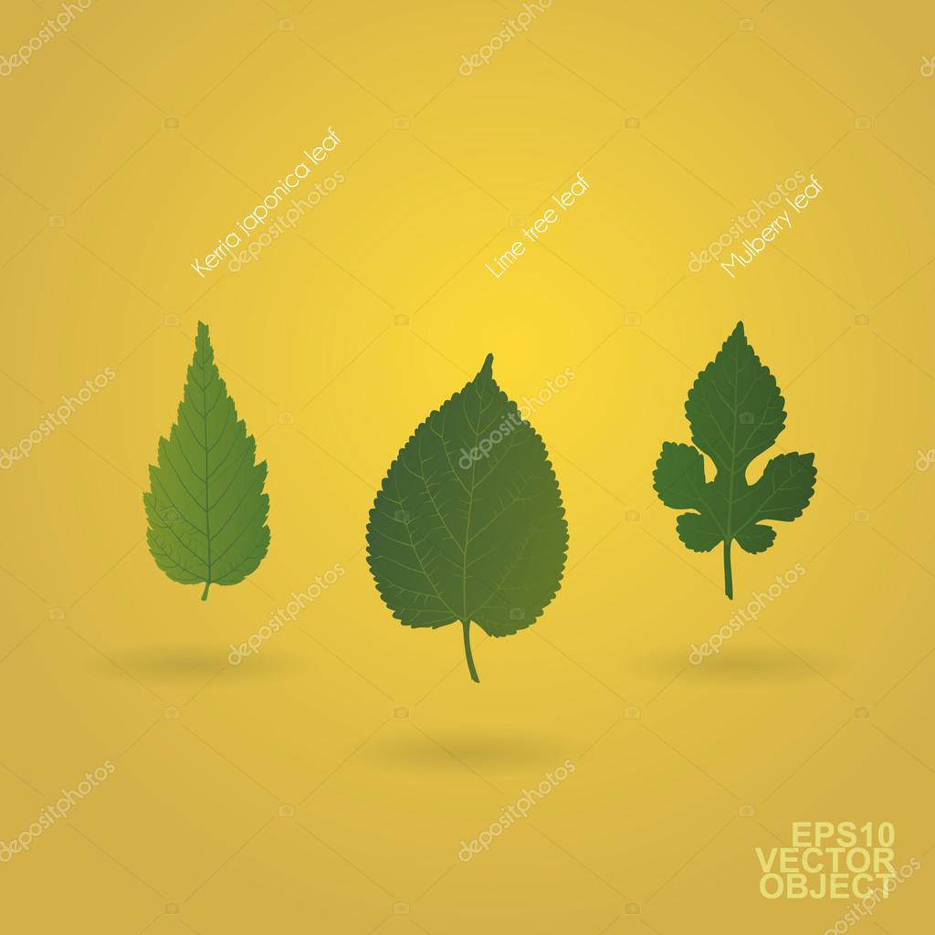 Green Leaves Design Clip-Art Stock Vector by ©bagotaj 56572509