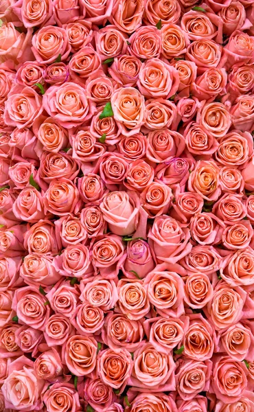 Background: pretty rose | Pretty pink bed rose background — Stock Photo ...