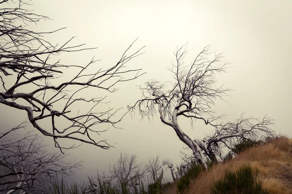 Dead trees in foggy mountains Stock Photo by ©Nomadsoul1 85109022