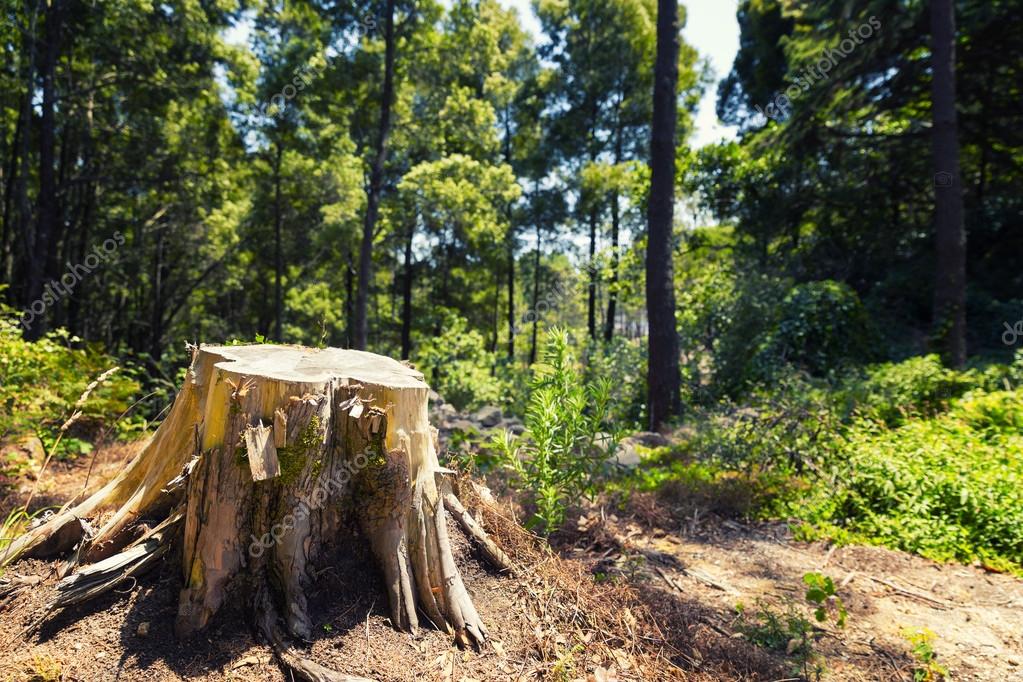 Stump in summer forest Stock Photo by ©Nomadsoul1 85107582