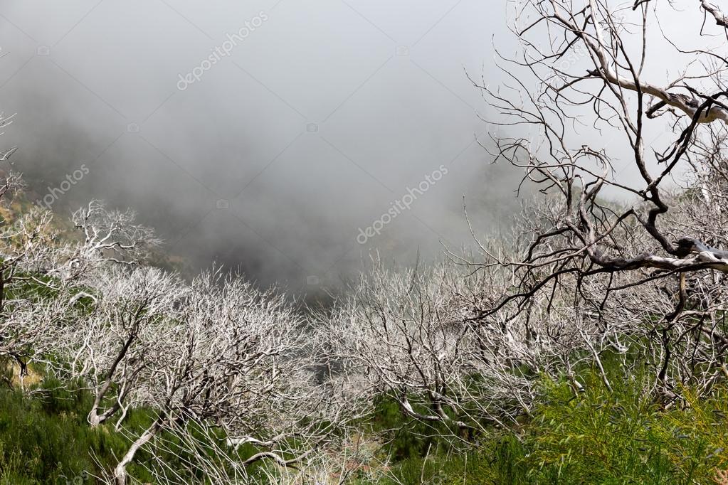 Dead trees in foggy mountains Stock Photo by ©Nomadsoul1 85109440