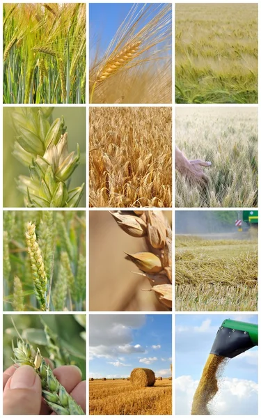 Wheat. Harvest Concepts. Cereal Collage Stock Photo by ©Subbotina 10688939