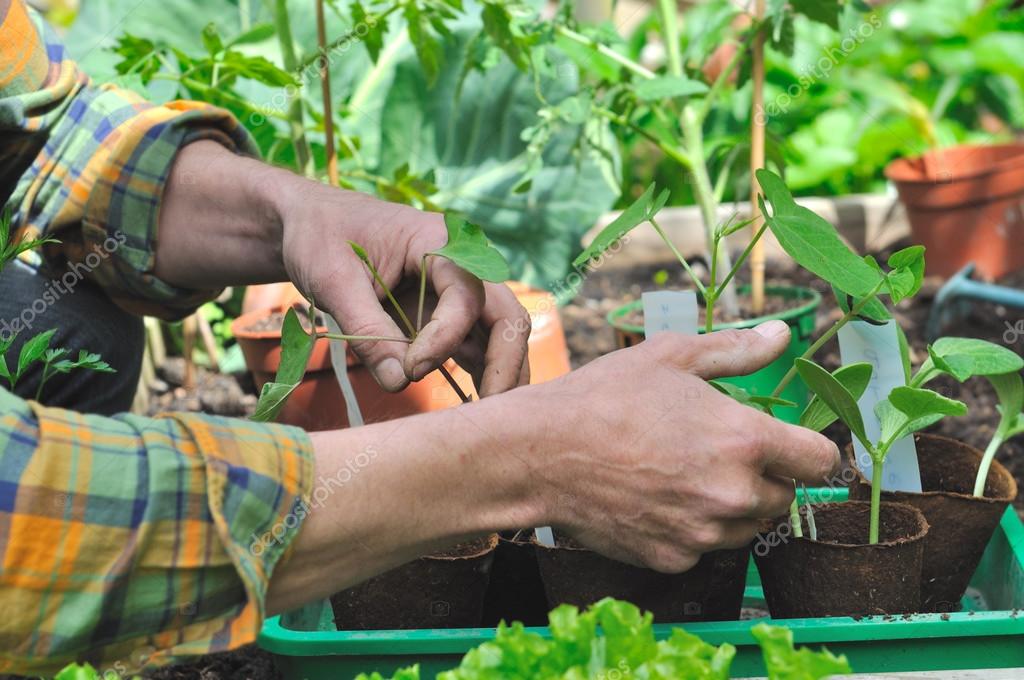Take care of its seedlings Stock Photo by ©sanddebeautheil 72344123