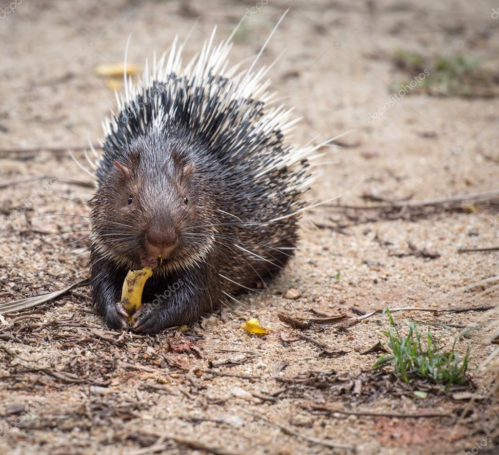 Porcupines Eating