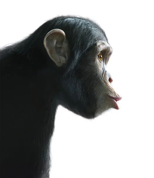 Surprised monkey Stock Photos, Royalty Free Surprised monkey Images ...