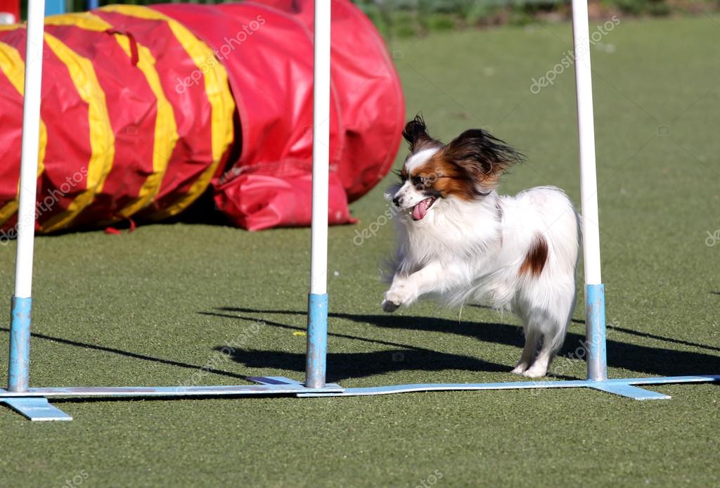 Continental Toy Spaniel Papillon at training on Dog agility — Stock ...