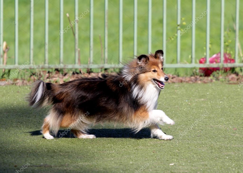 Shetland sheepdog, Sheltie at training on Dog agility — Stock Photo ...