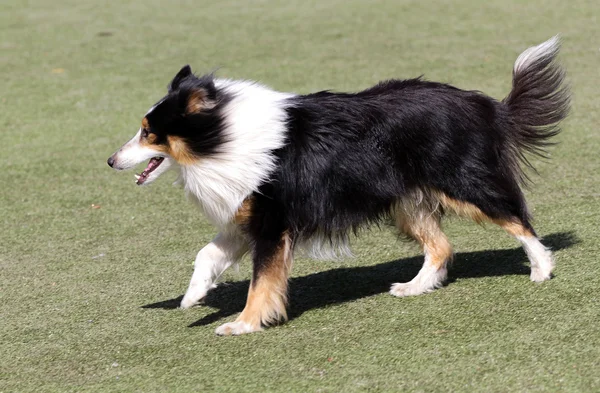 Dog of the Sheltie at training on Dog agility - Stock Image - Everypixel
