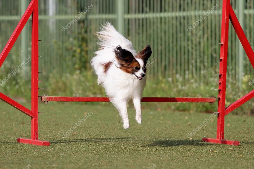 The Papillon at training of Dog agility — Stock Photo © zelenka68 ...