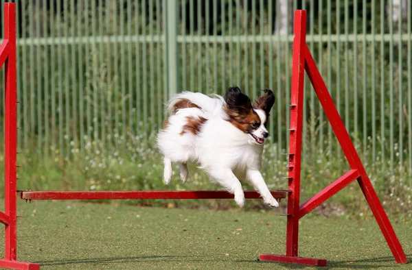 Dog agility breeds Stock Photos, Royalty Free Dog agility breeds Images ...