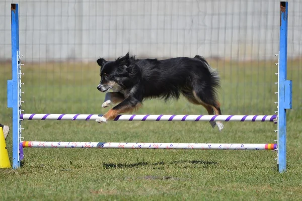 Australian shepherd agility Stock Photos, Royalty Free Australian ...