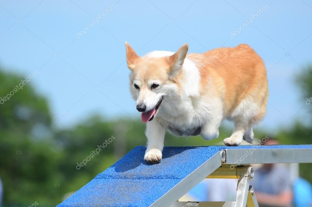 Corgi Jumping