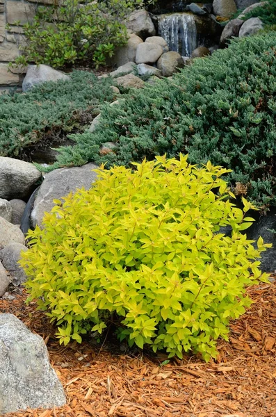 Spirea japonica Stock Photos, Royalty Free Spirea japonica Images ...